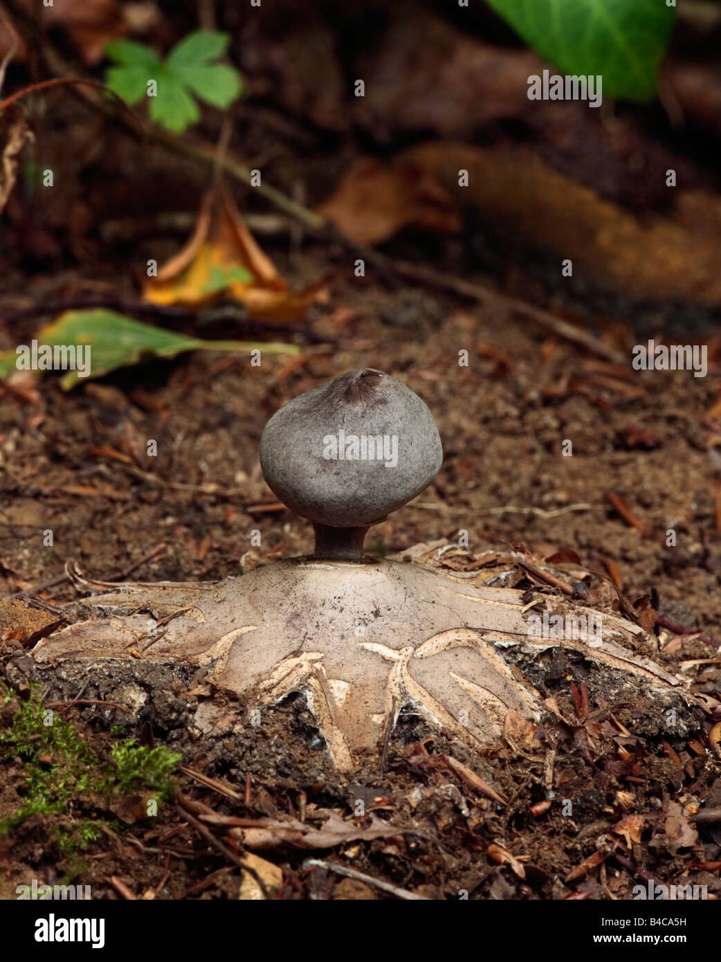 Earth Star Geastrum rufescens Potton Bedfordshire Stock Photo - Alamy