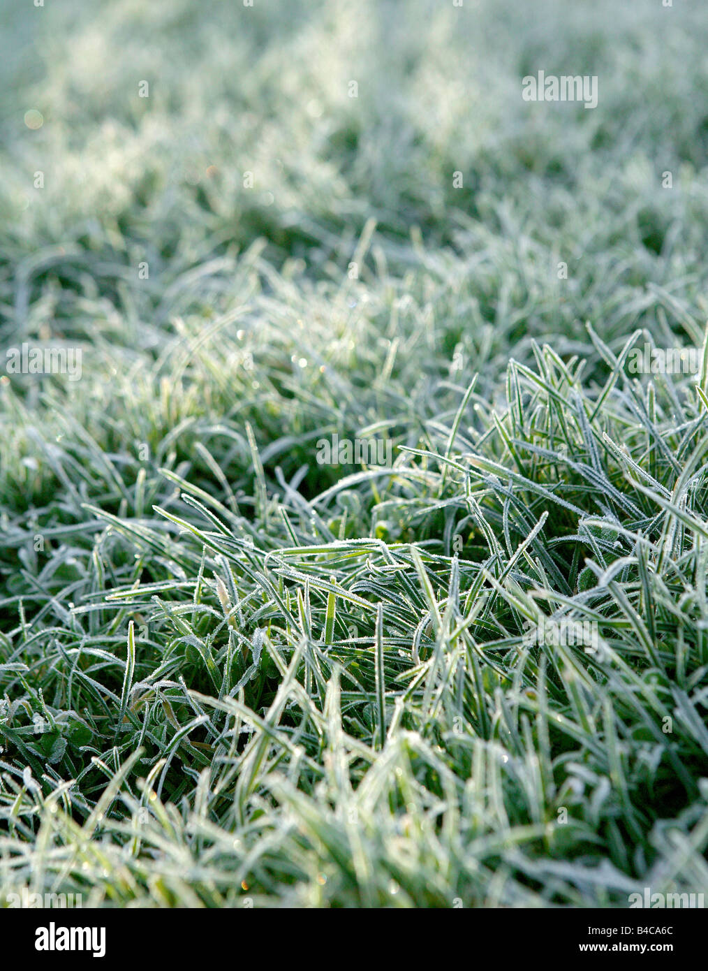 An early morning image of the grass in a private garden with concepts ...