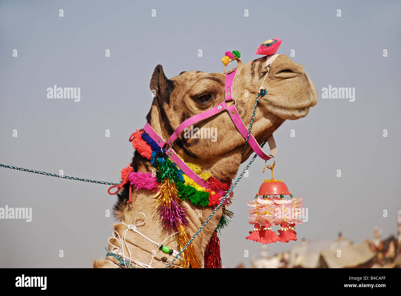 Camel at Camel Annual Fair Stock Photo - Alamy
