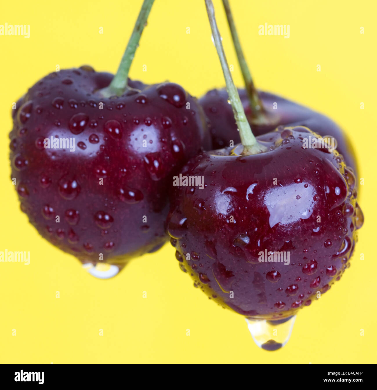 Three wet fresh black cherries against a yellow background Stock Photo ...