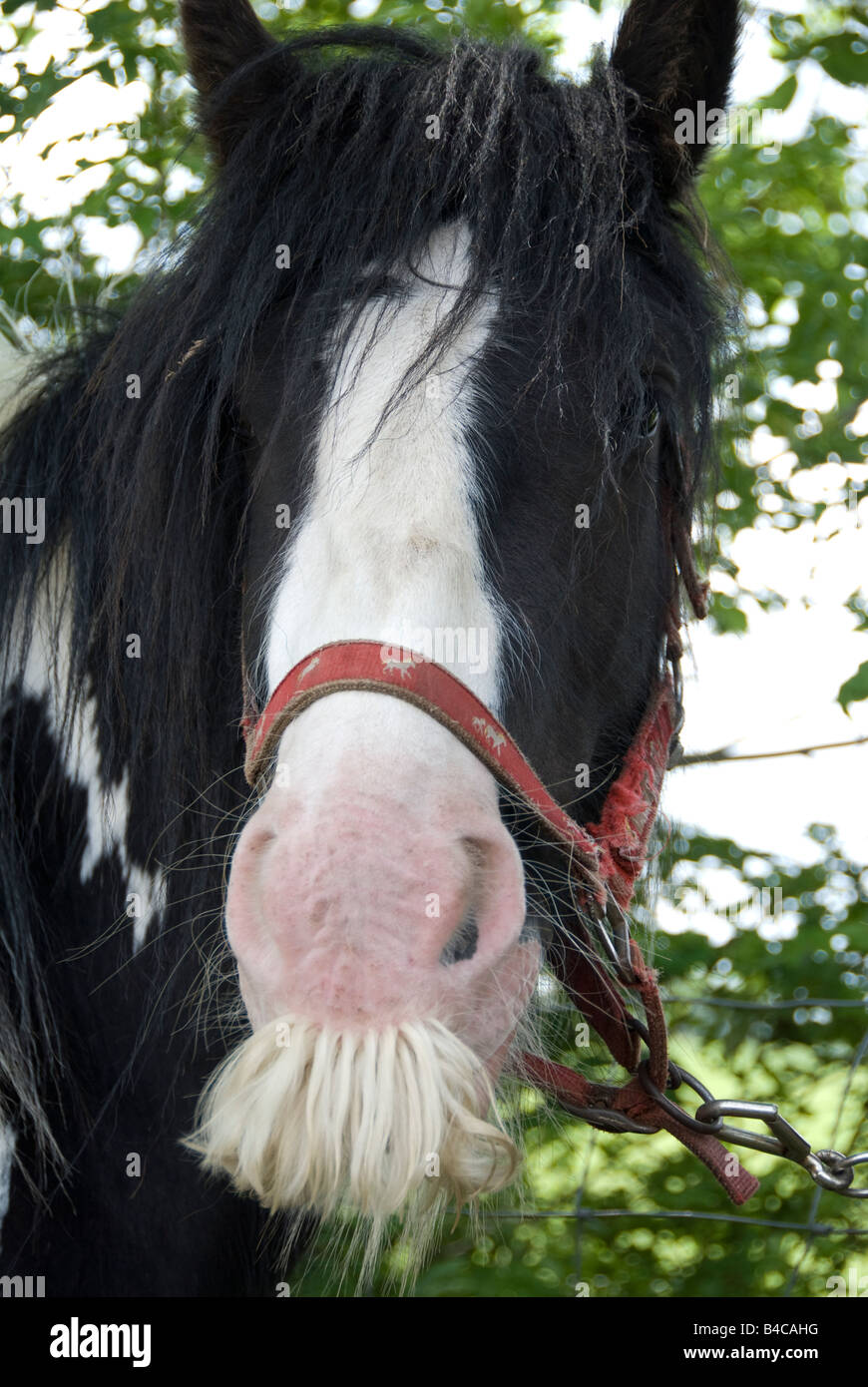 Gypsy Cobb horse with very long mustache hair Stock Photo: 19940748 - Alamy