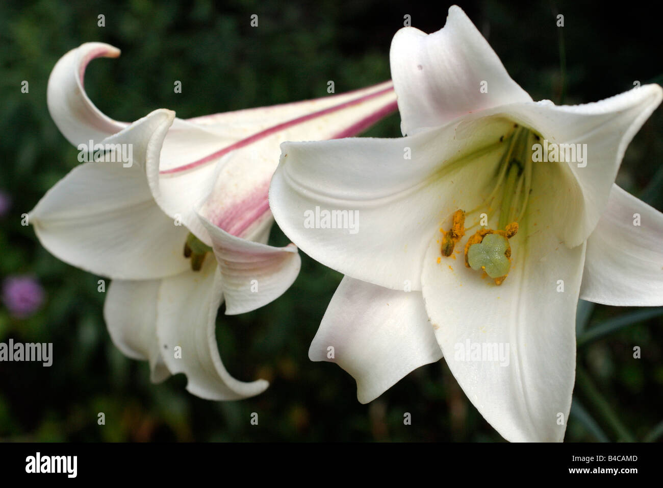 Formosanum hi-res stock photography and images - Alamy