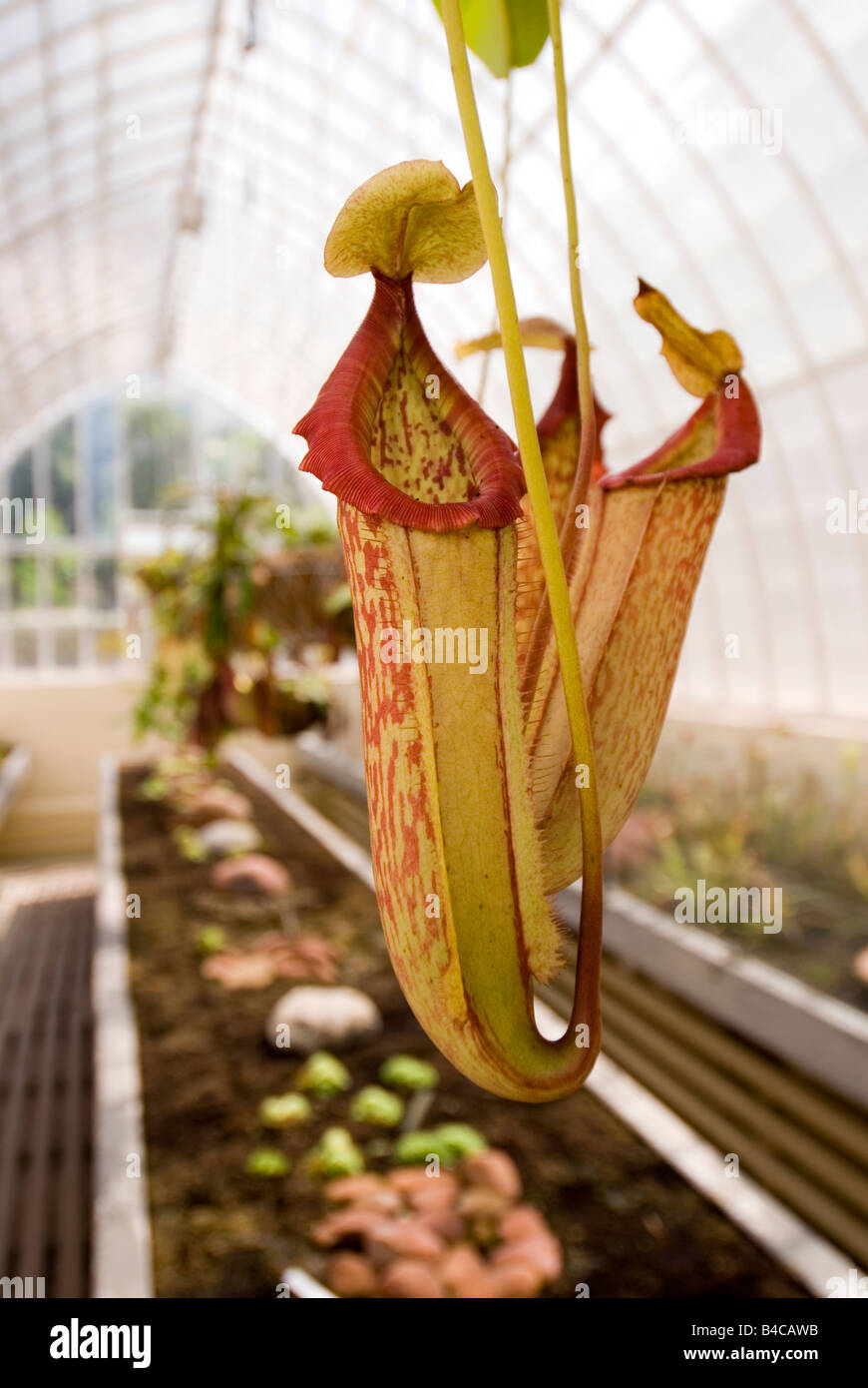 Close up of Nepenthes Pitcher plant growing in an 18th Century ...
