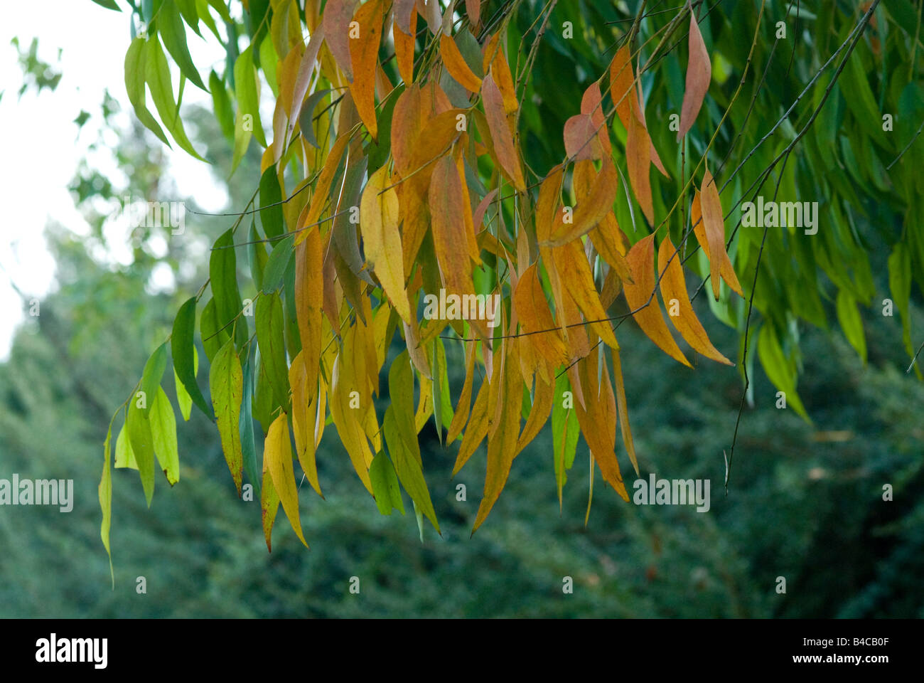 Leaves changing colour at Autumn Stock Photo - Alamy