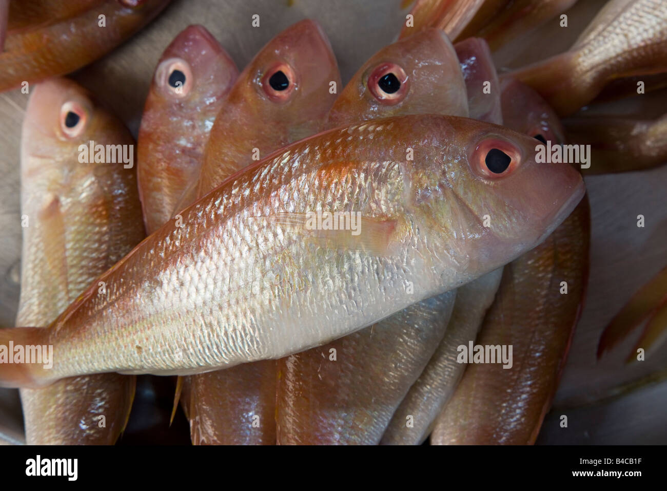 Asia, Malaysia, Kelantan State, Kota Bharu, fresh fish for sale in the ...