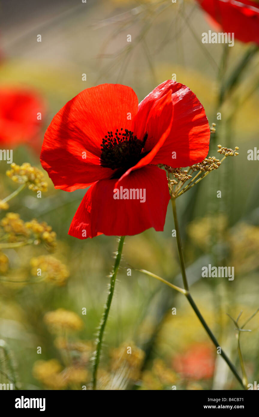 wild red poppy growing in a rural countryside environment Beauty in ...