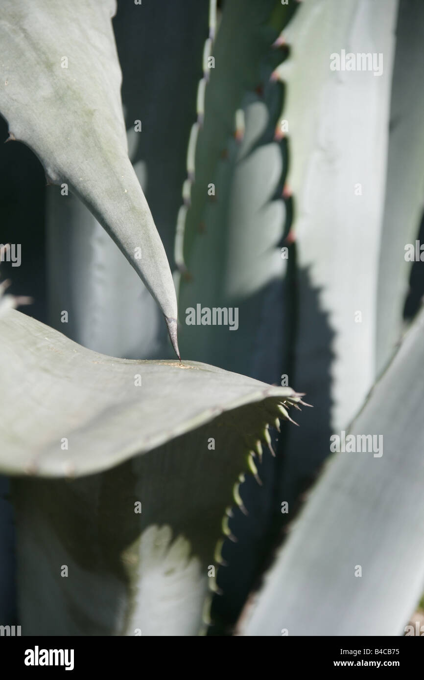 close up of spikes on cactus in garden centre Stock Photo - Alamy