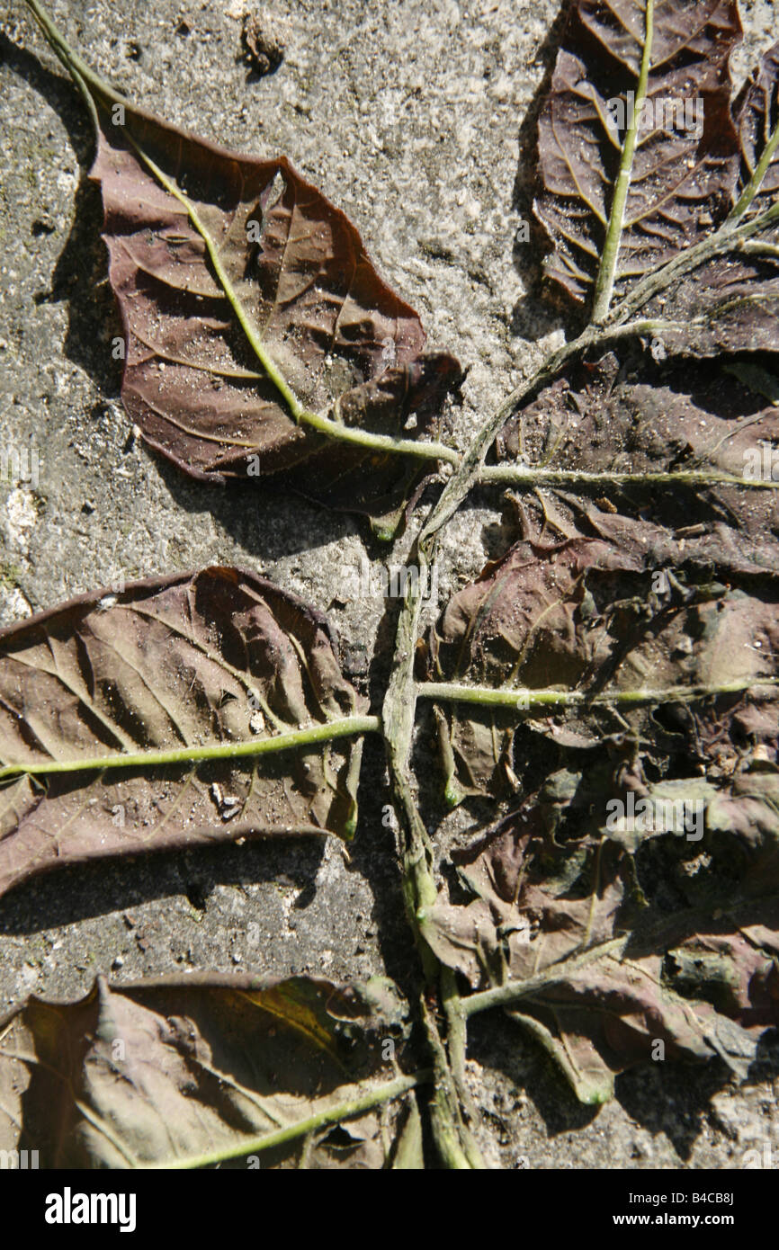 one single fallen leaf on road Stock Photo - Alamy