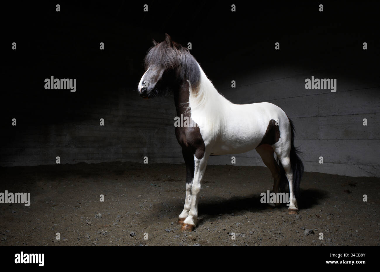 Pure Breed Icelandic Mare, Iceland Stock Photo - Alamy