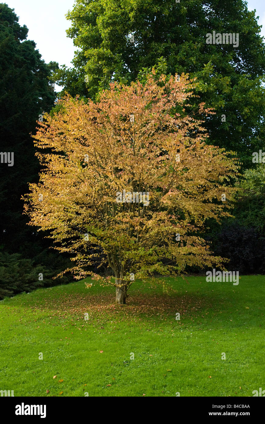 The first colours of Autumn Stock Photo - Alamy