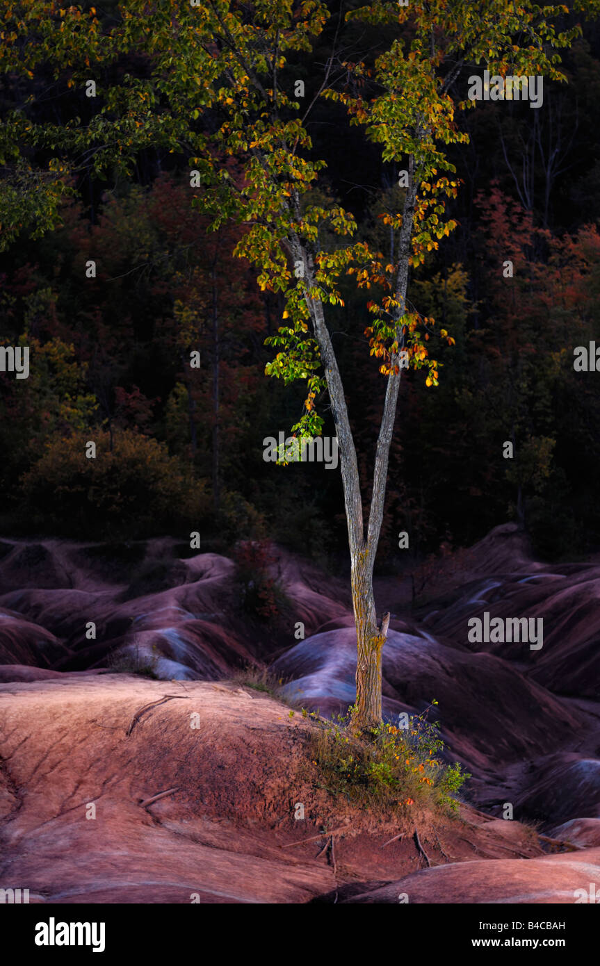 Lonely tree at night Stock Photo - Alamy
