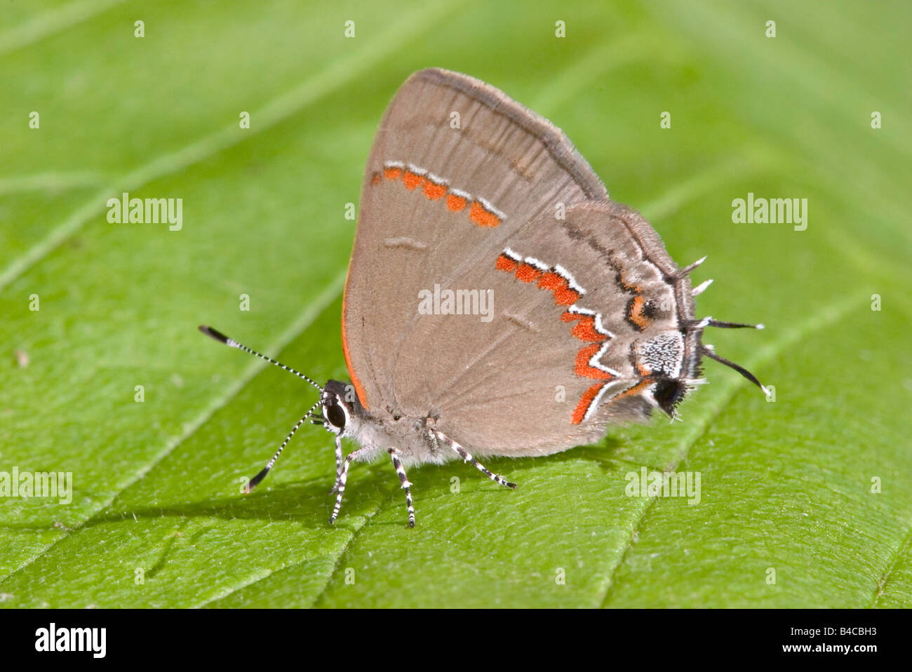 Cecrops hi-res stock photography and images - Alamy