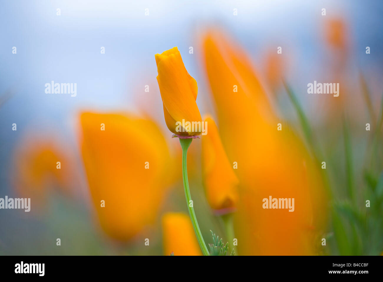 Furled hi-res stock photography and images - Alamy