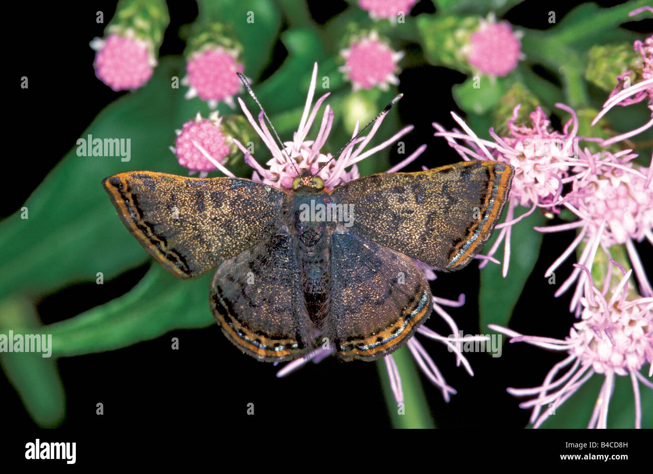 Red-bordered Metalmark Caria ino Tamaulipas MEXICO October Adult ...