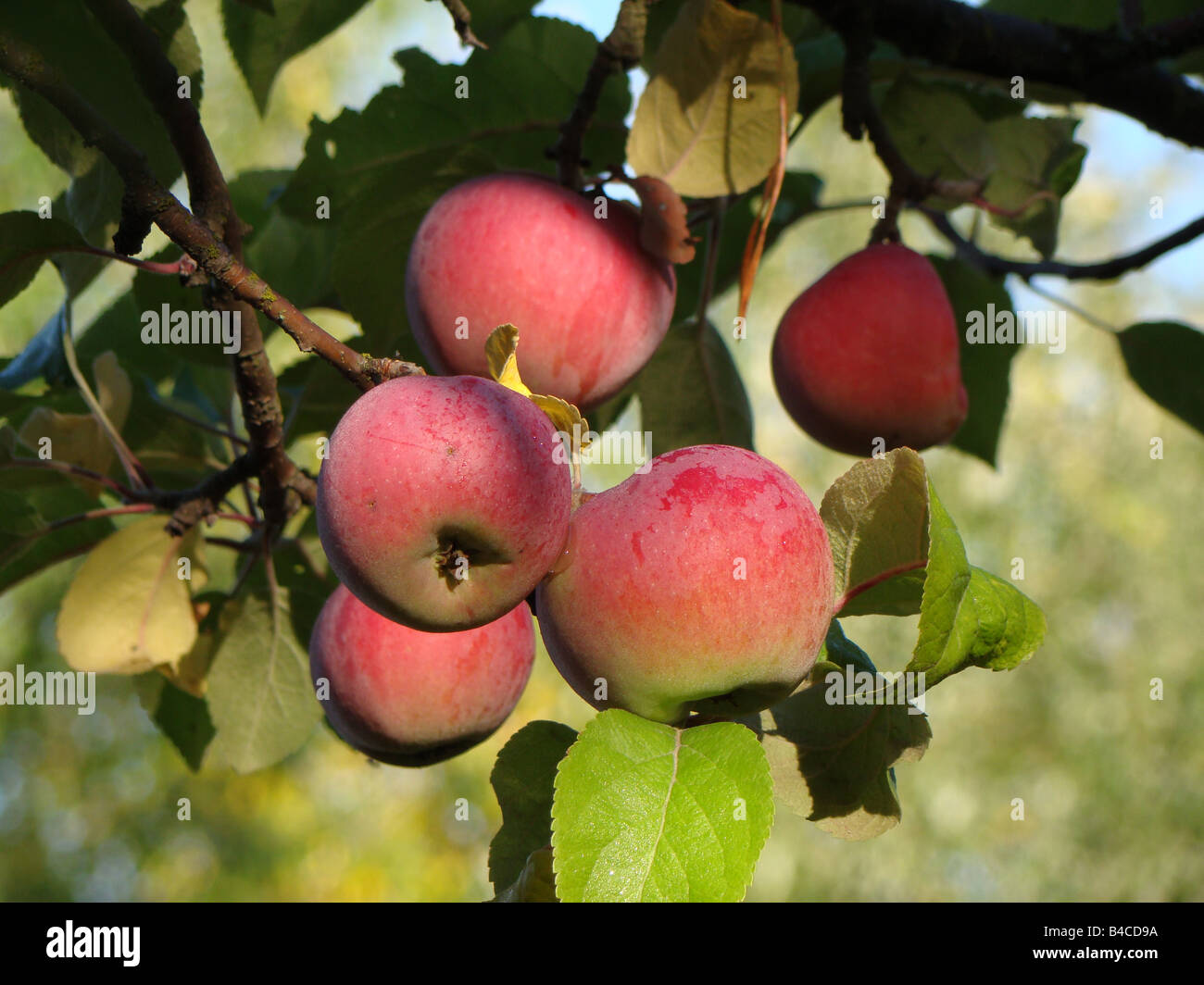 Ripe red McIntosh apples on the tree glisten with dew in the morning ...