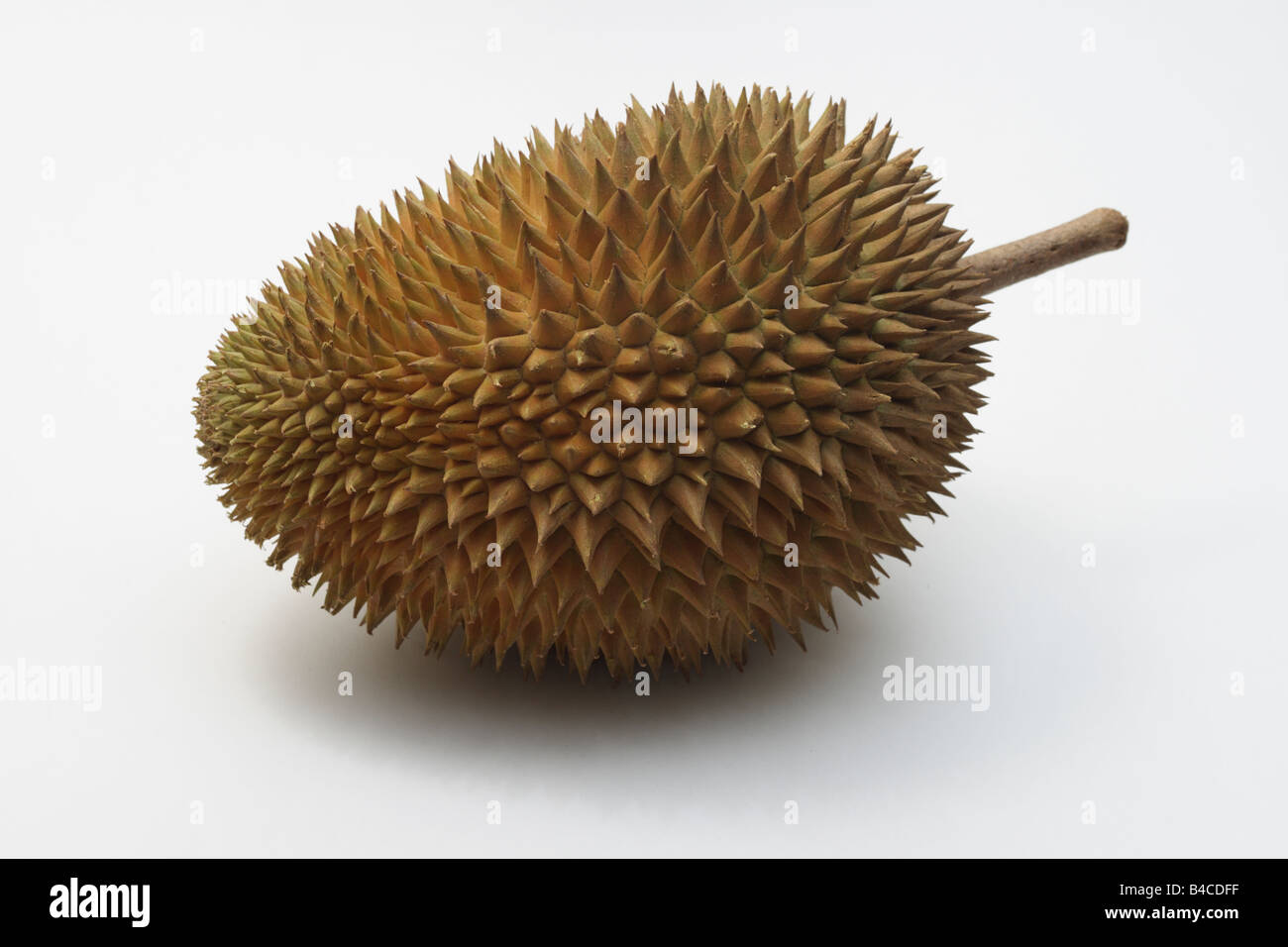 durian, durio zibethinus, southeast asian fruit with thorns Stock Photo ...