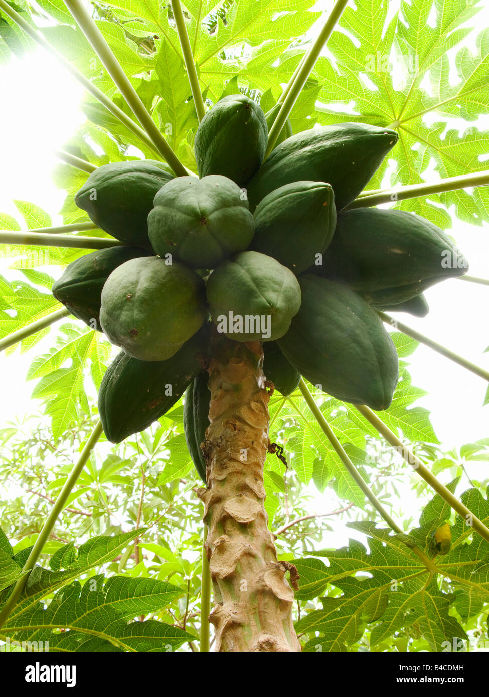 Papaya tree with ripening fruit hi-res stock photography and images - Alamy
