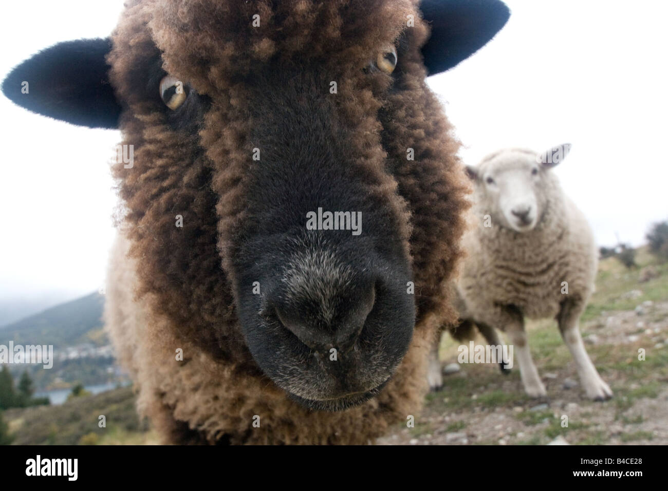 Two sheep confronting the camera in an expectant way Stock Photo - Alamy