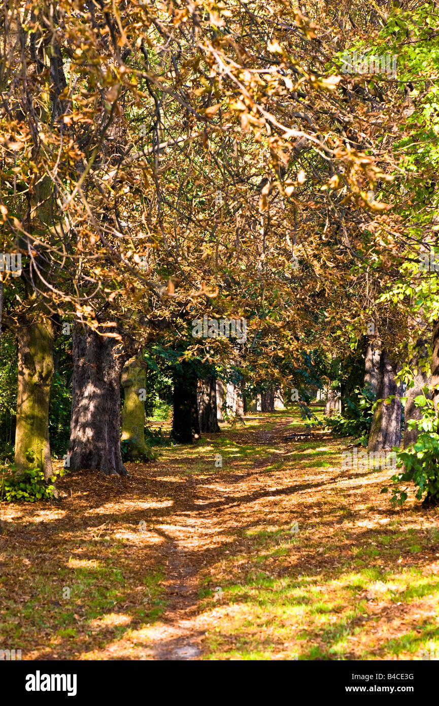 London nature autumn trees hi-res stock photography and images - Alamy