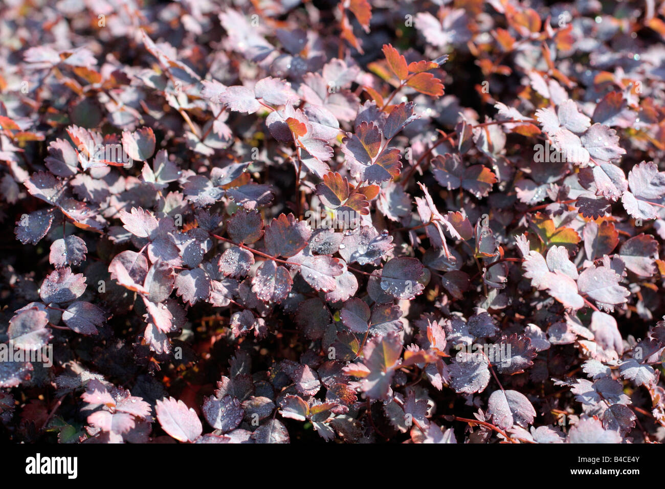 Acaena High Resolution Stock Photography and Images - Alamy