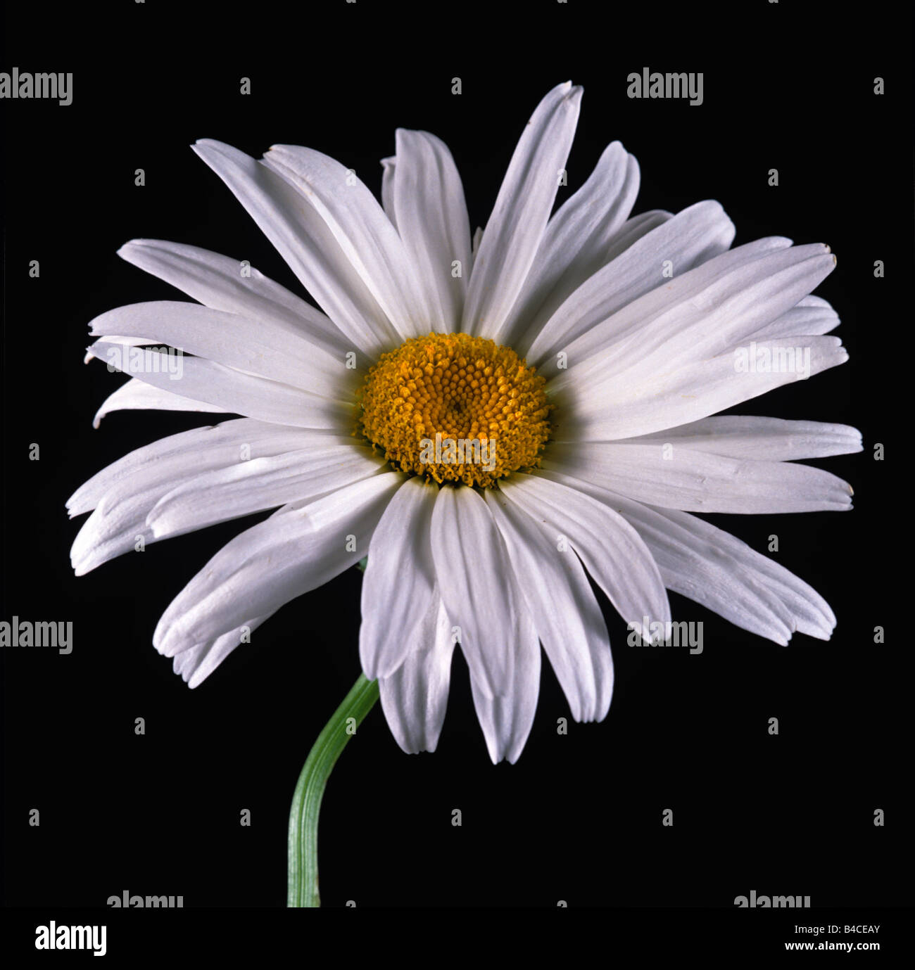 Marguerite daisy flower hi-res stock photography and images - Alamy