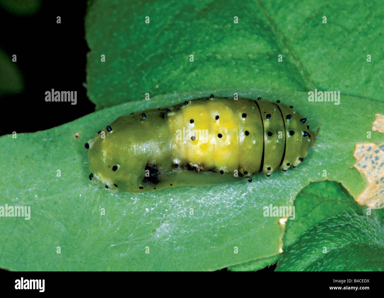 Red-bordered Pixie Melanis pixe Stock Photo - Alamy