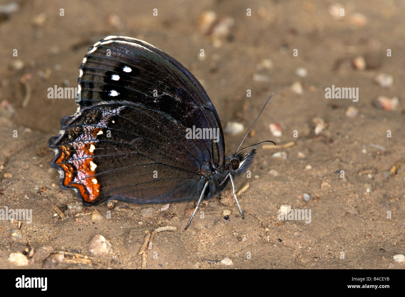 Red-bordered Satyr Gyrocheilus patrobus tritoni Stock Photo - Alamy