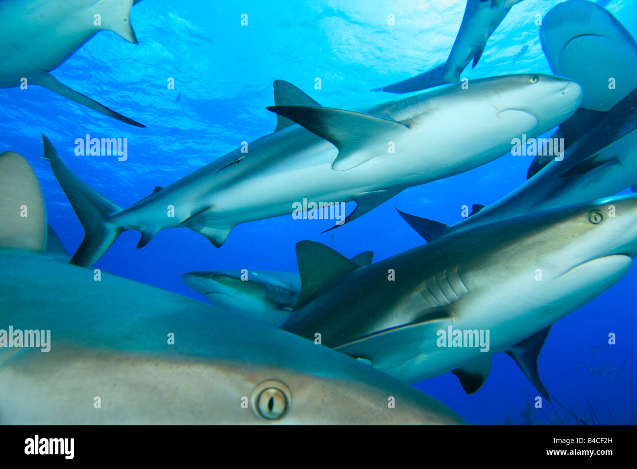 Lots of sharks hi-res stock photography and images - Alamy