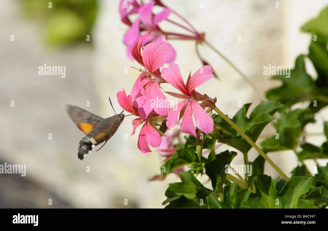 Hummingbird Hawk-moth (Macroglossum stellatarum) feeding from flower ...