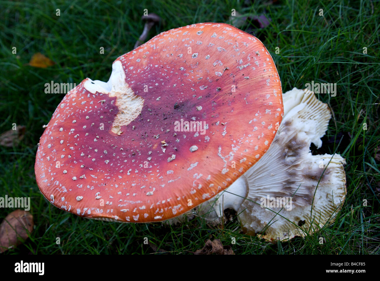 Bright red top colour and white gills of a deadly amanita or fly agaric ...