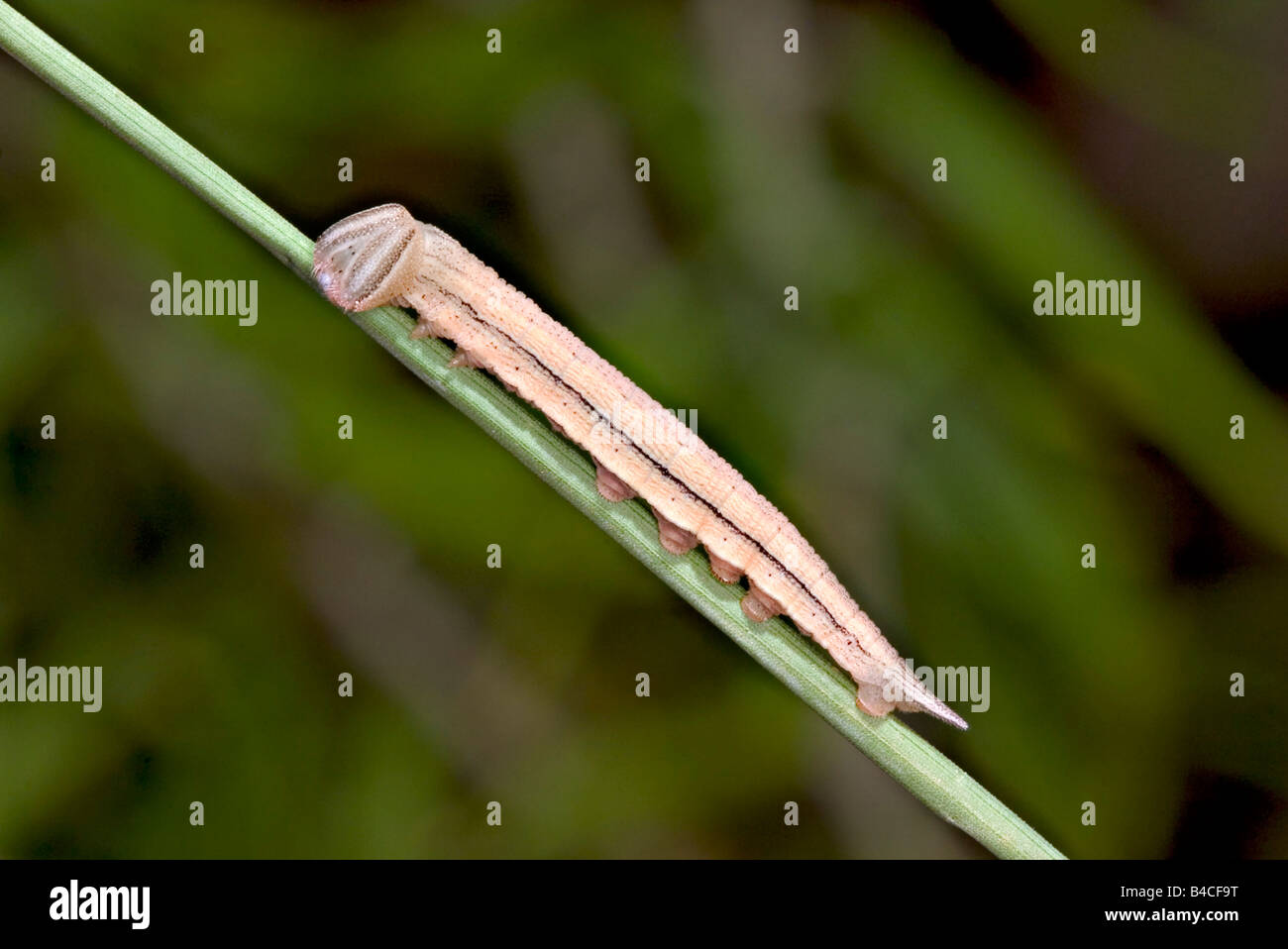 Red-bordered Satyr Gyrocheilus patrobus tritoni Stock Photo - Alamy