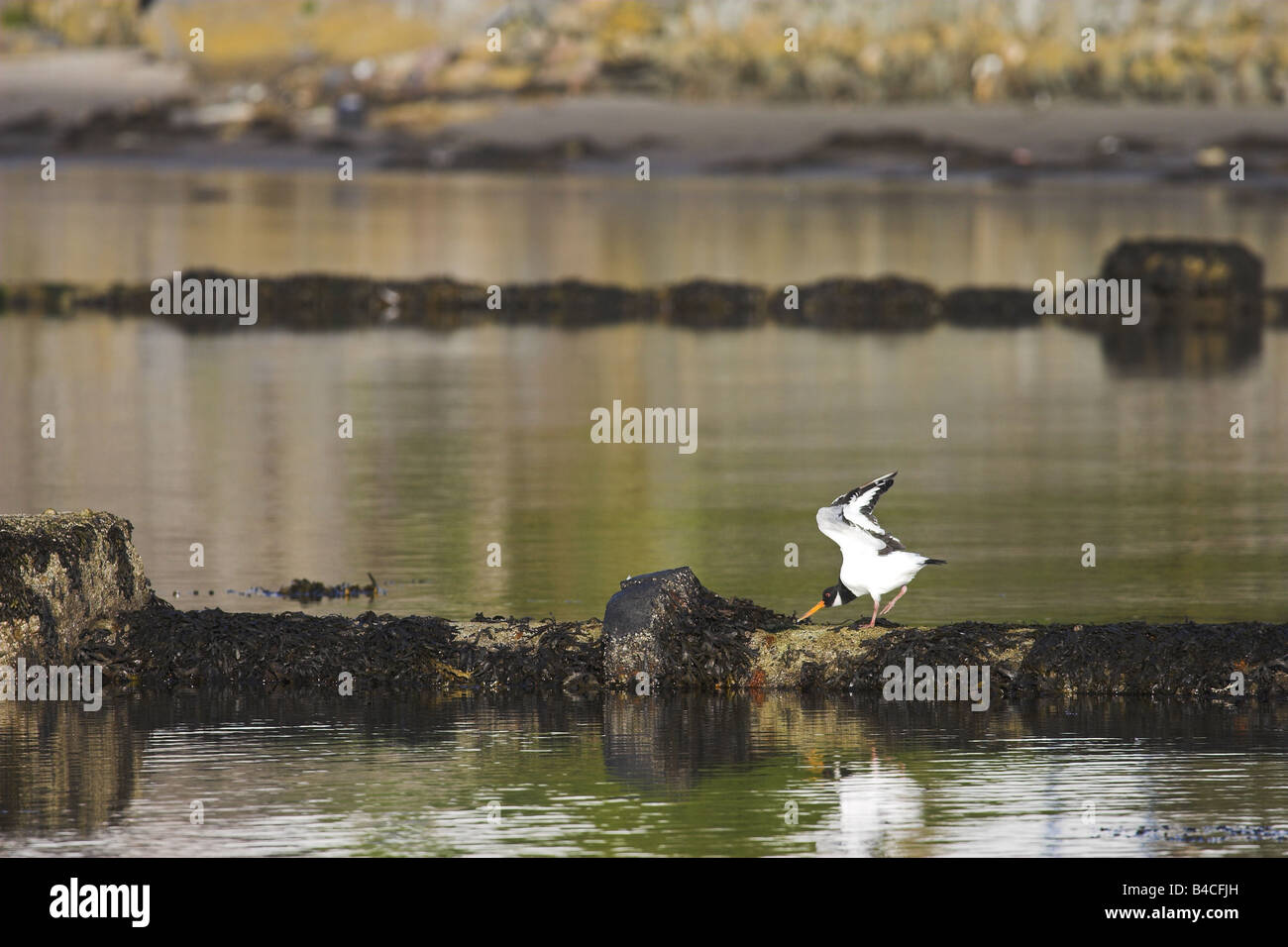 Oystercatcher in Port Ellen harbour, Islay Stock Photo - Alamy