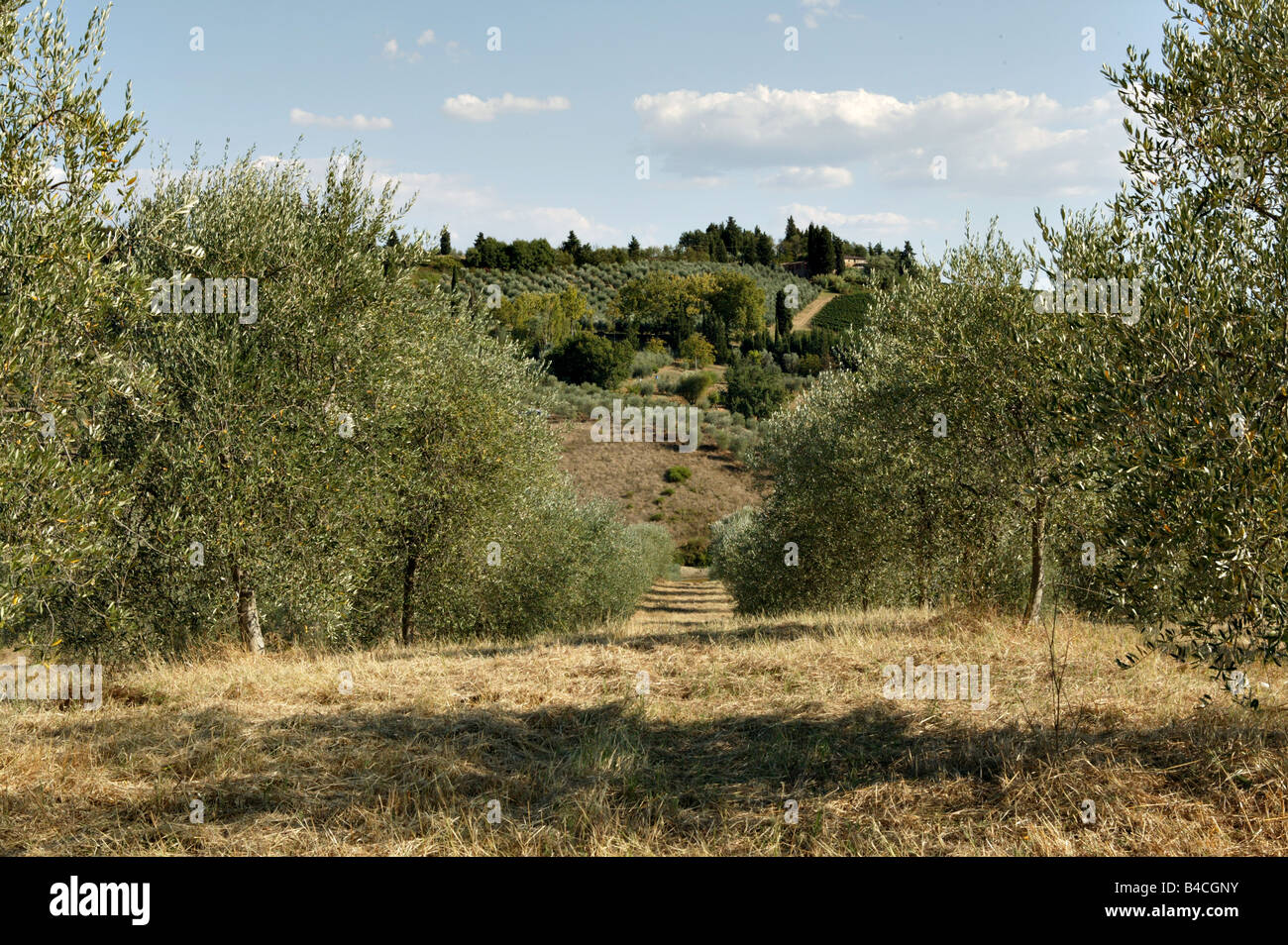 Olive grove landscape in horizontal format with eye leading to far ...