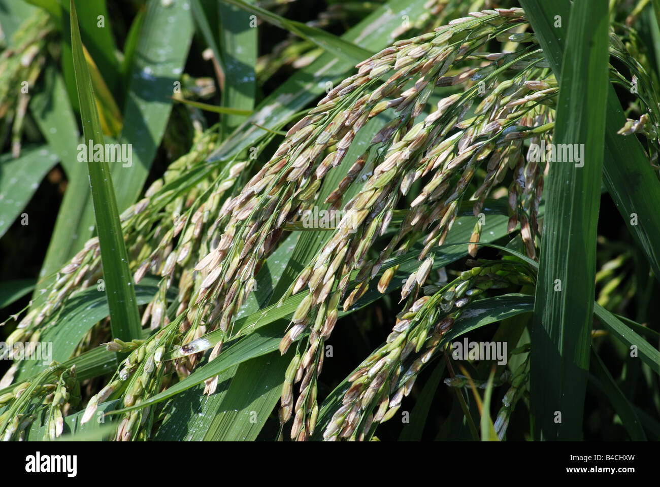 Rice grains on rice plant closeup Stock Photo - Alamy