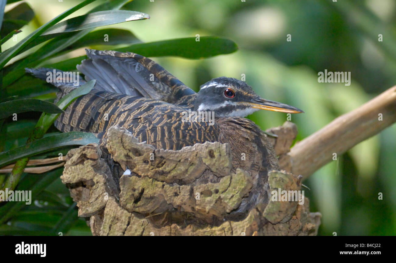 Nesting Sun Bittern wading bird Stock Photo - Alamy
