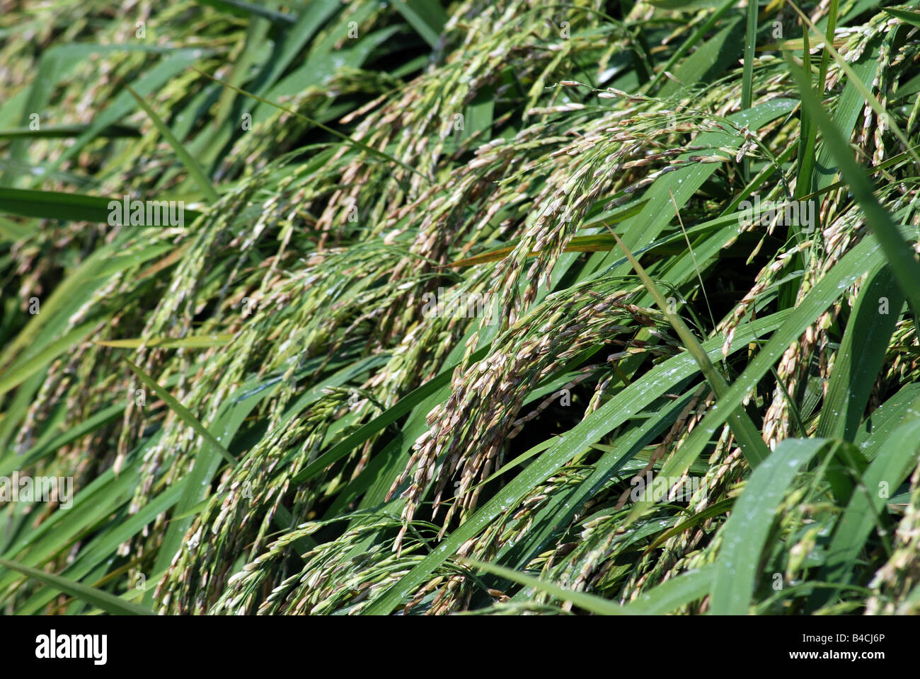 Rice grains on rice plant closeup Stock Photo - Alamy