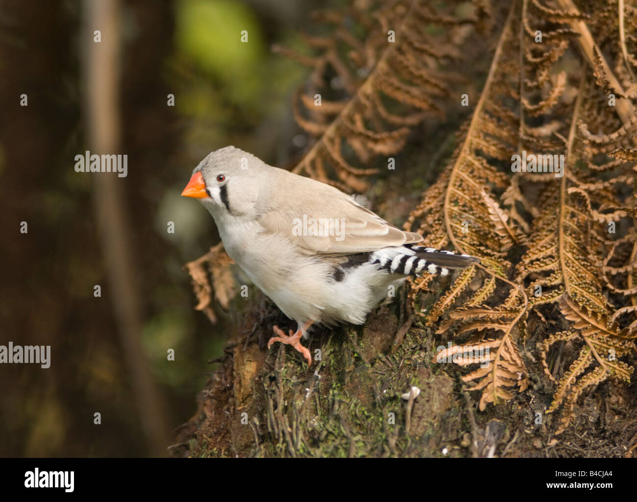 Zebra finch hi-res stock photography and images - Alamy