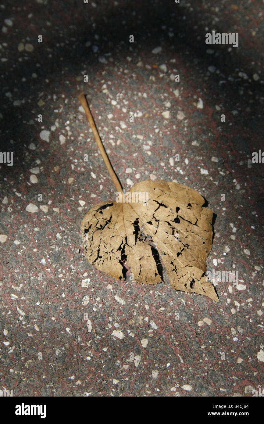 one single damaged fallen brown leaf on road Stock Photo - Alamy