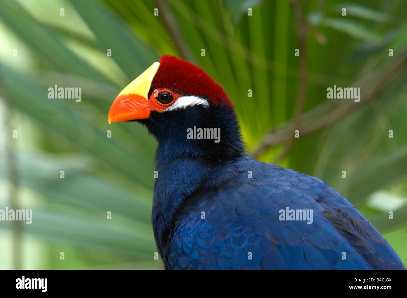 Turaco feathers hi-res stock photography and images - Alamy