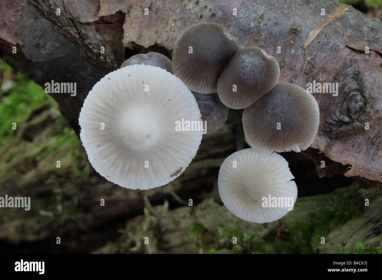 Angel's Bonnets - Mycena arcangeliana Stock Photo - Alamy