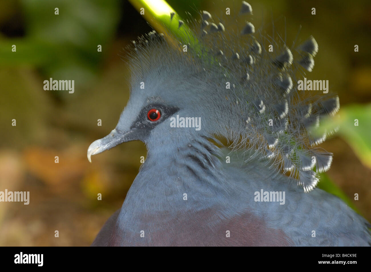 Victoria crowned pigeon profile horizontal hi-res stock photography and ...