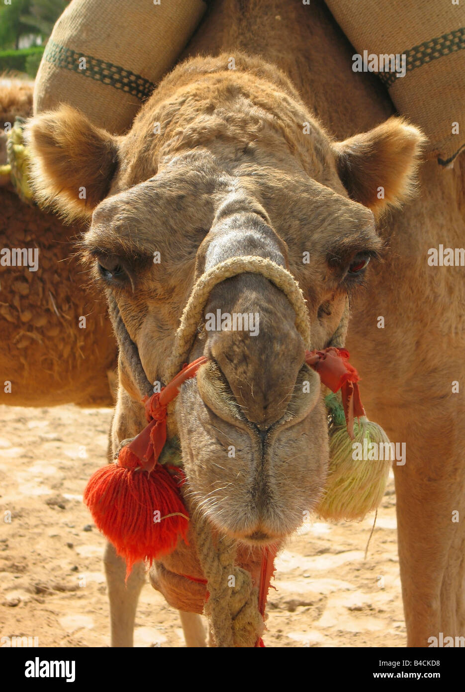 Camel djerba tunisia africa hi-res stock photography and images - Alamy