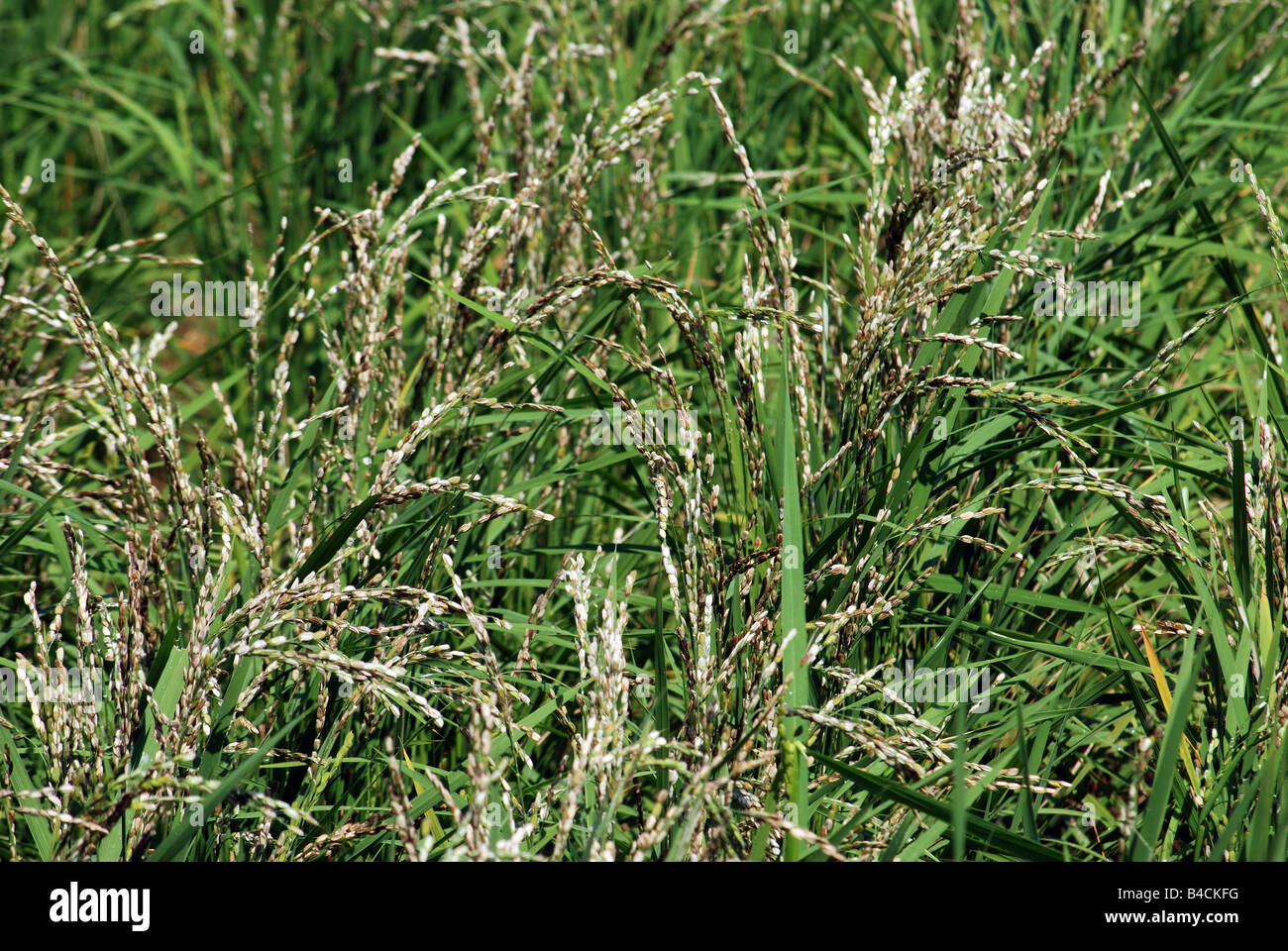 Rice grains on rice plant closeup Stock Photo - Alamy