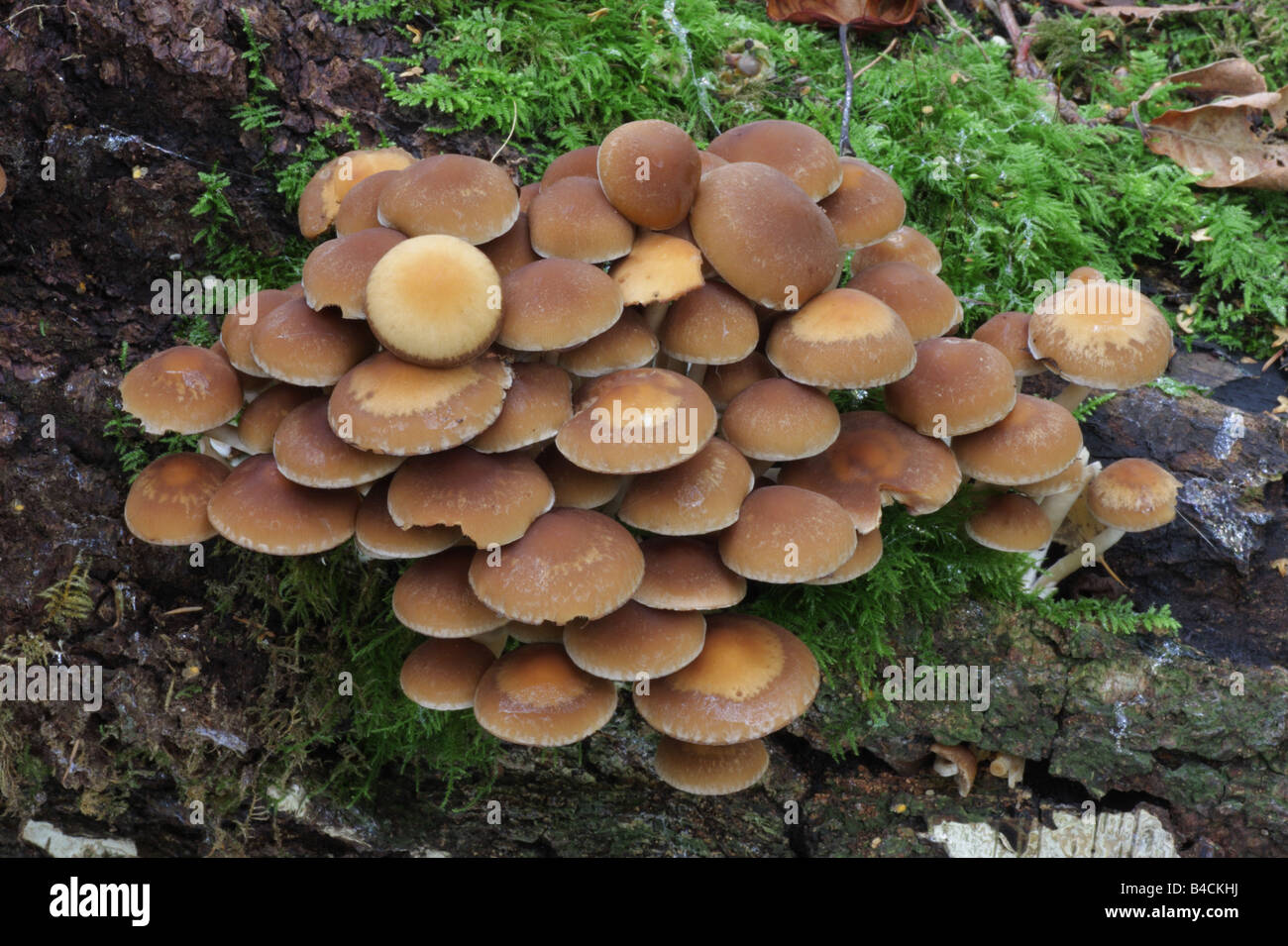 Common Stump Brittlestem - Psathyrella piluliformis Stock Photo - Alamy