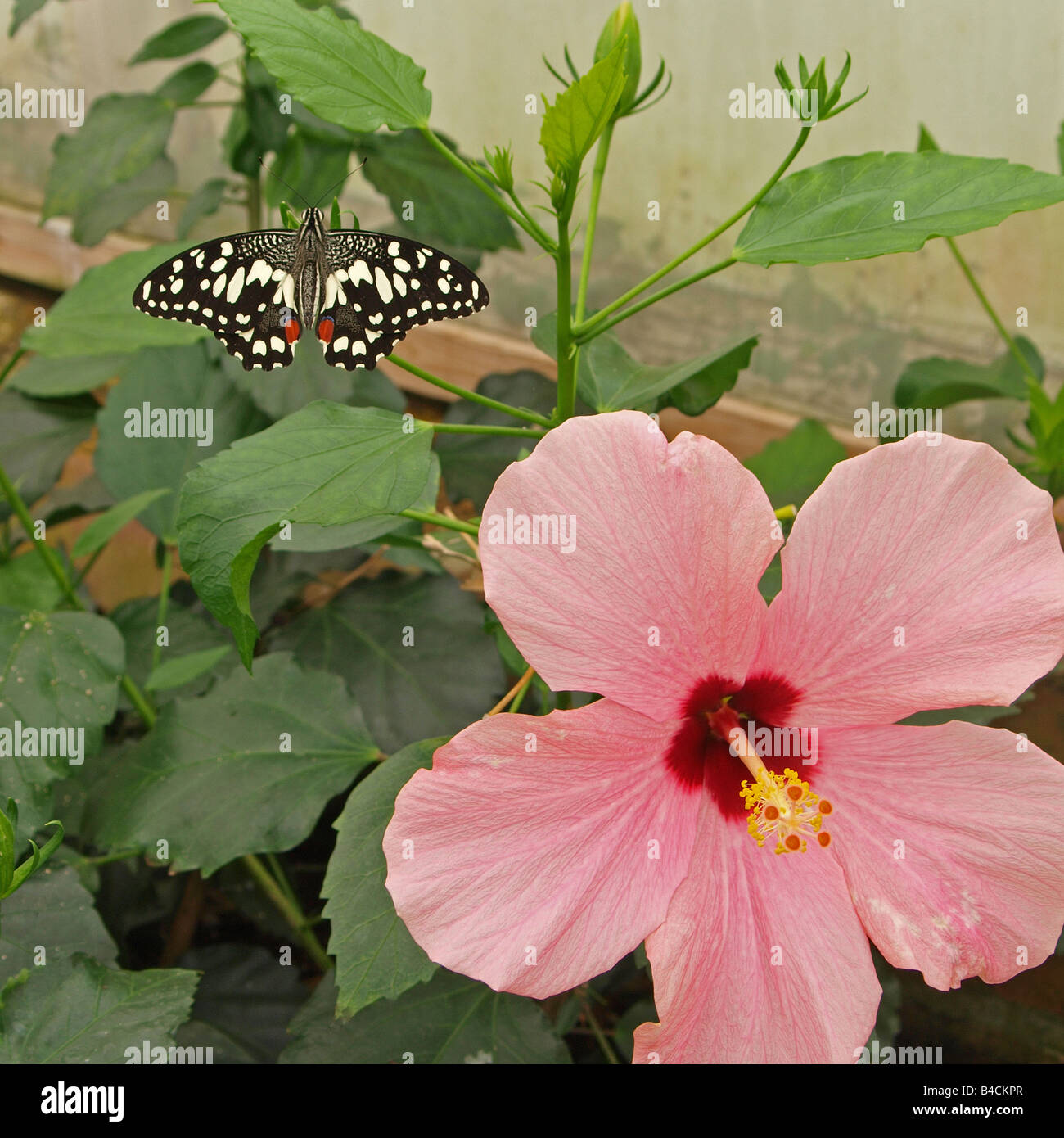 Butterfly on a Hibiscus flower Stock Photo - Alamy