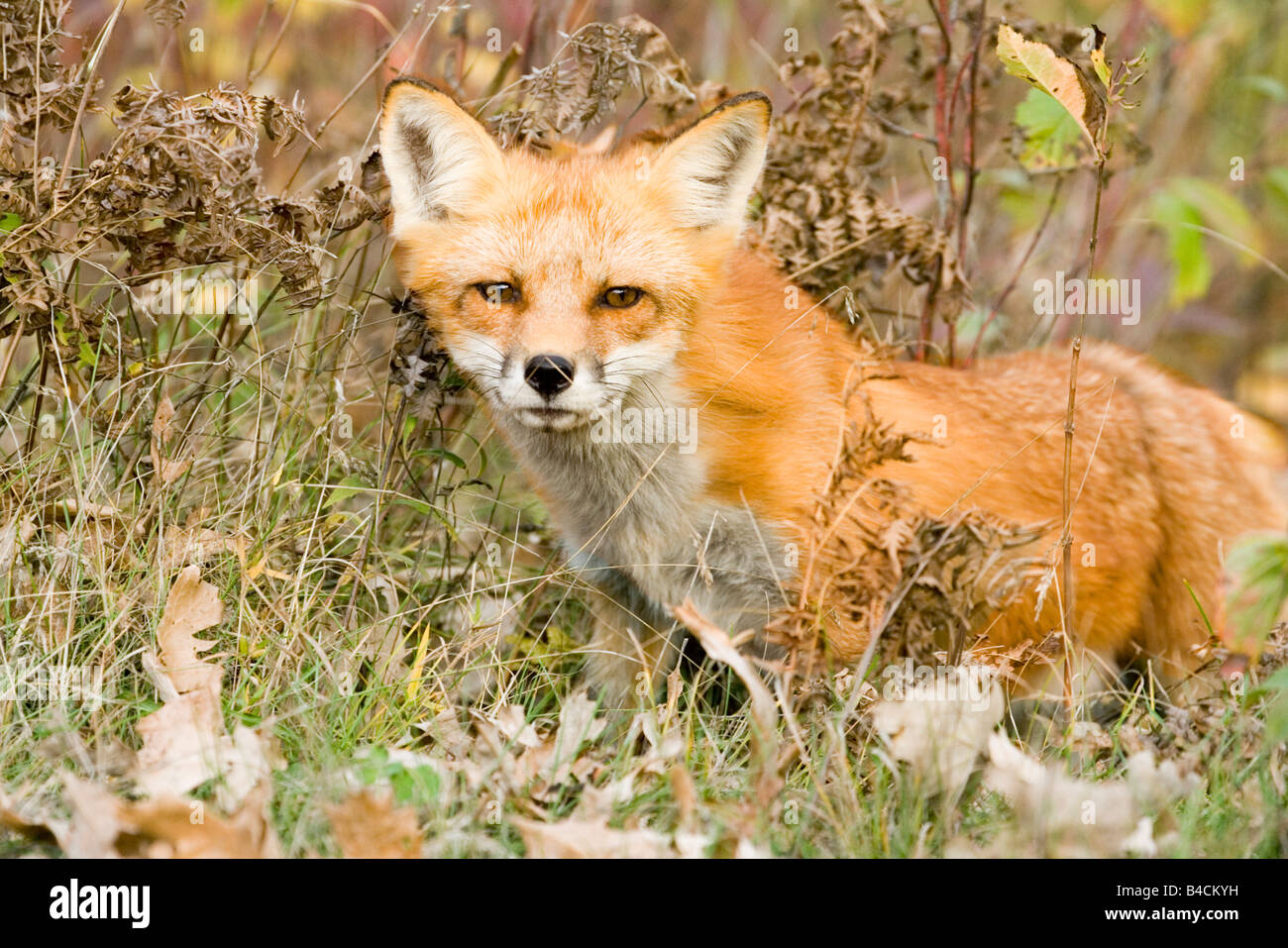 Red Fox Vulpes fulva Sandstone Pine County Minnesota United States 29 ...