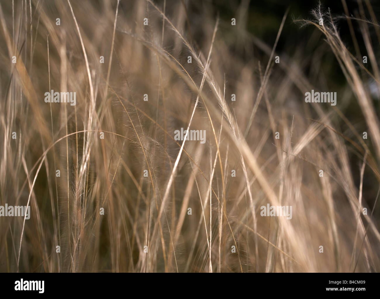 Grass abstract concept Stock Photo - Alamy
