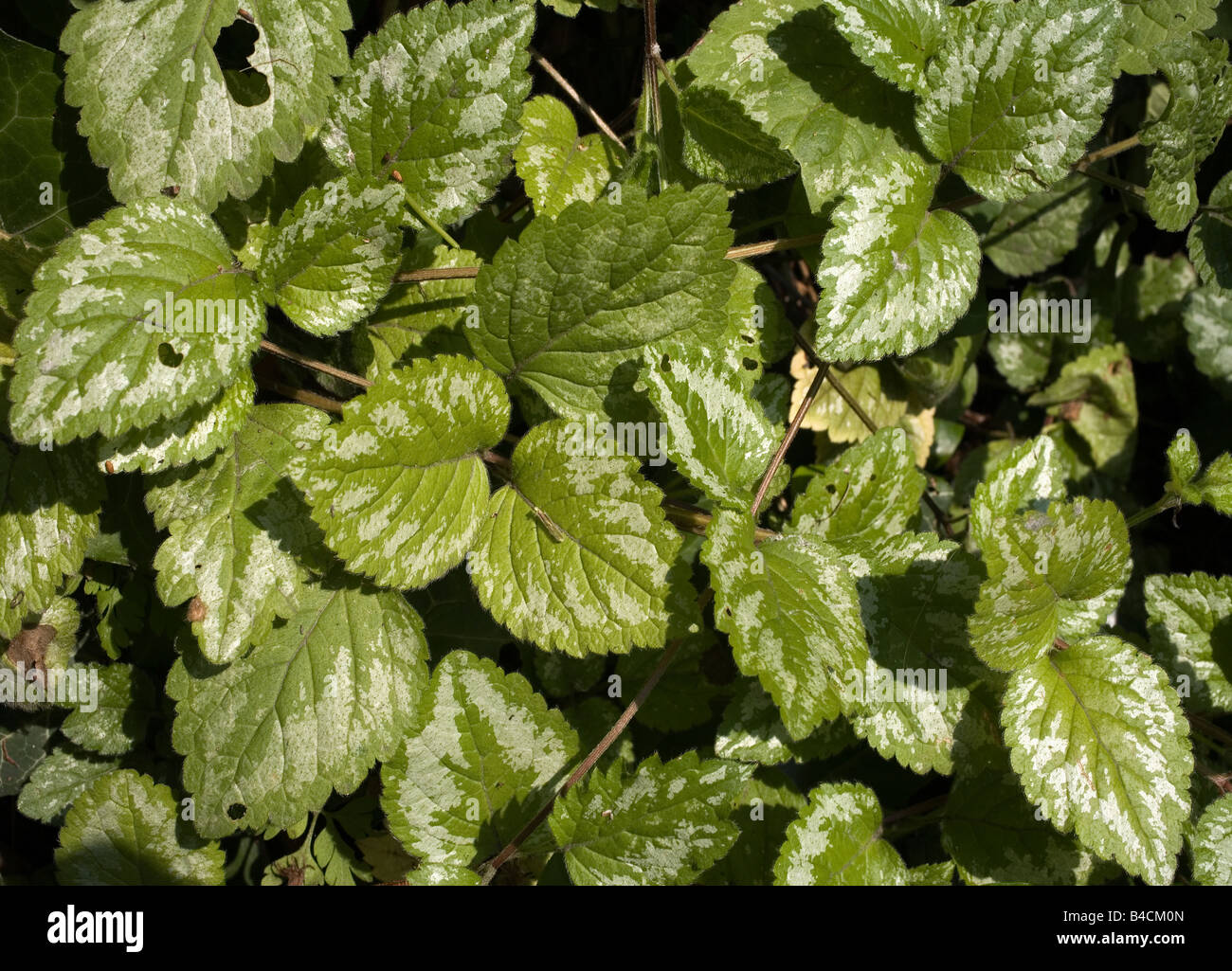 Shape green arty artistic pattern hi-res stock photography and images ...