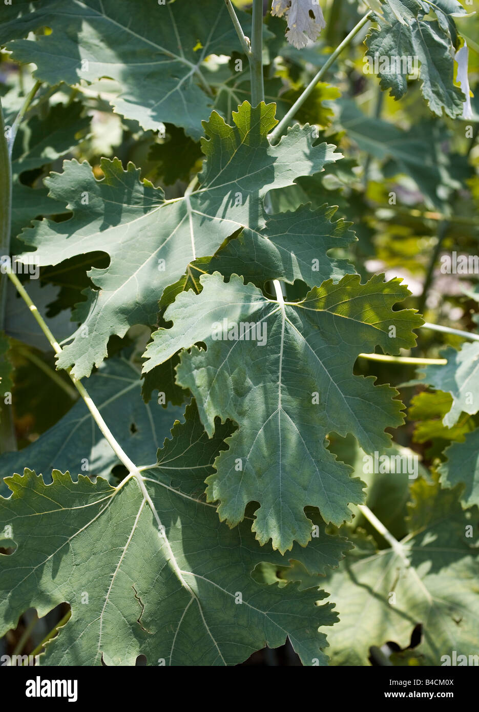 Shape green arty artistic pattern hi-res stock photography and images ...