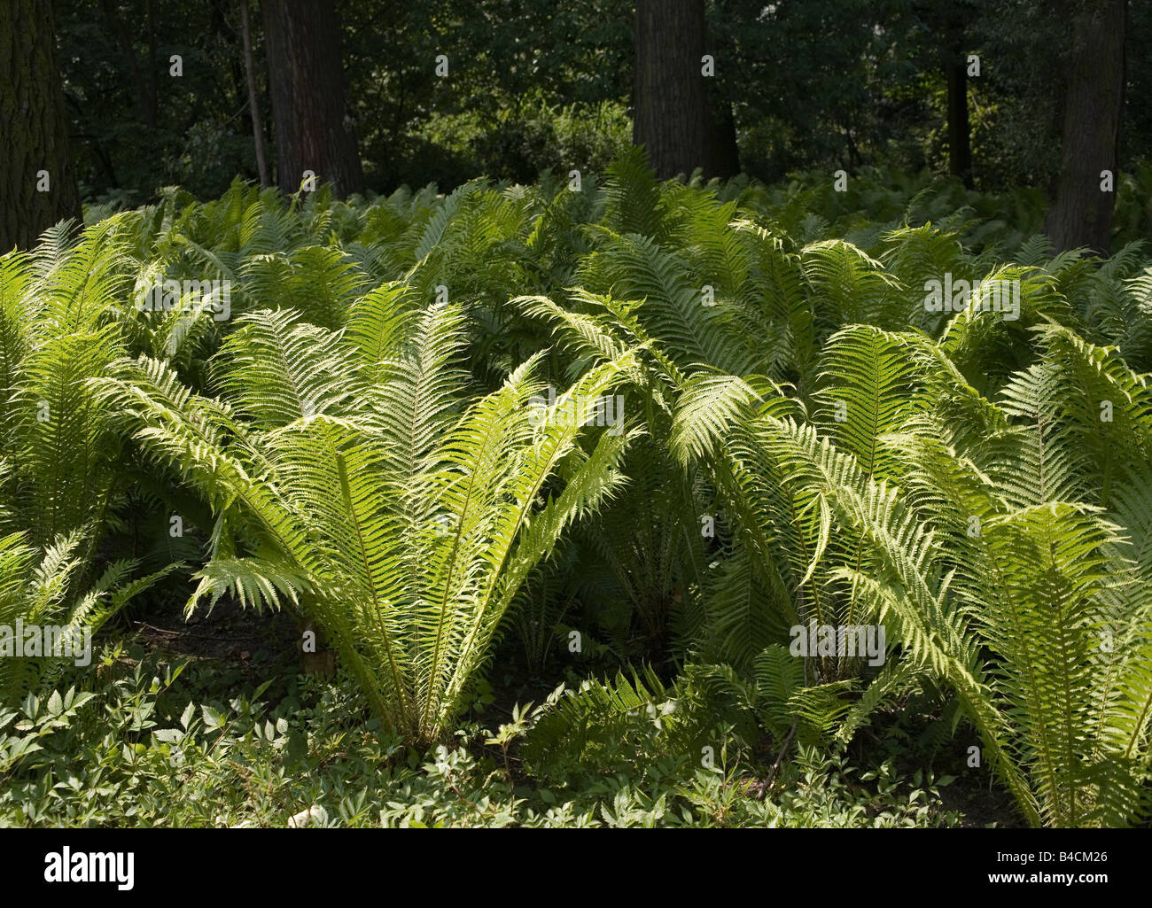 Perfect ferns hi-res stock photography and images - Alamy